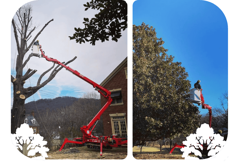 Roots Arbor Care Tree Removal Service in Roanoke